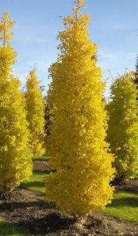 GINKGO biloba 'Fastigiata Blagon' - Pépinières de l'Authion