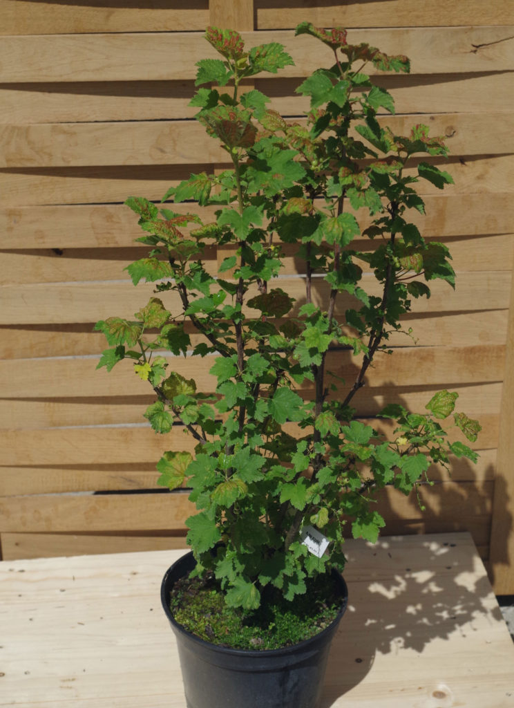 RIBES rubrum (Blanka) - Pépinières de l'Authion