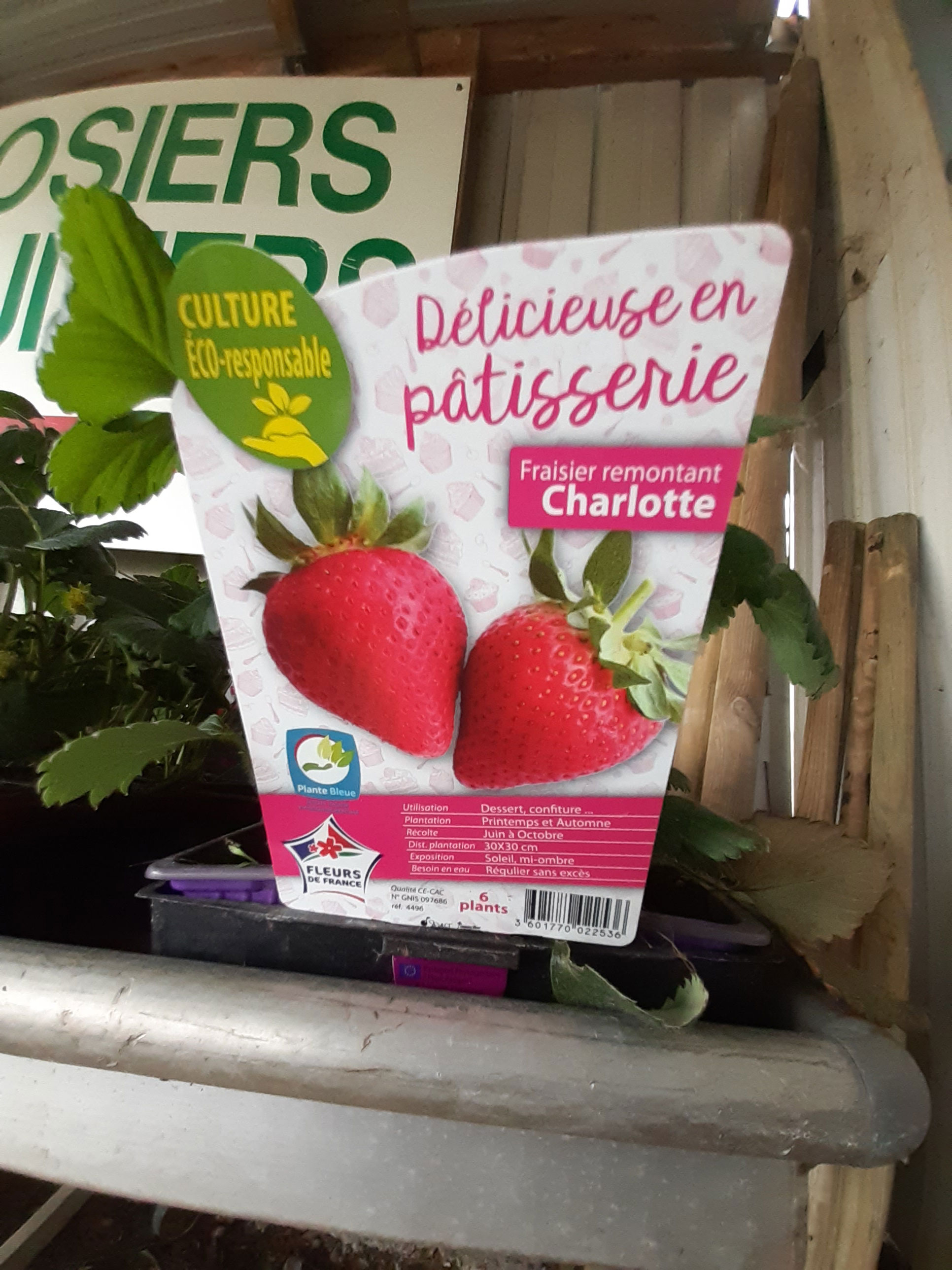 Fraise CHARLOTTE - Pépinières de l'Authion