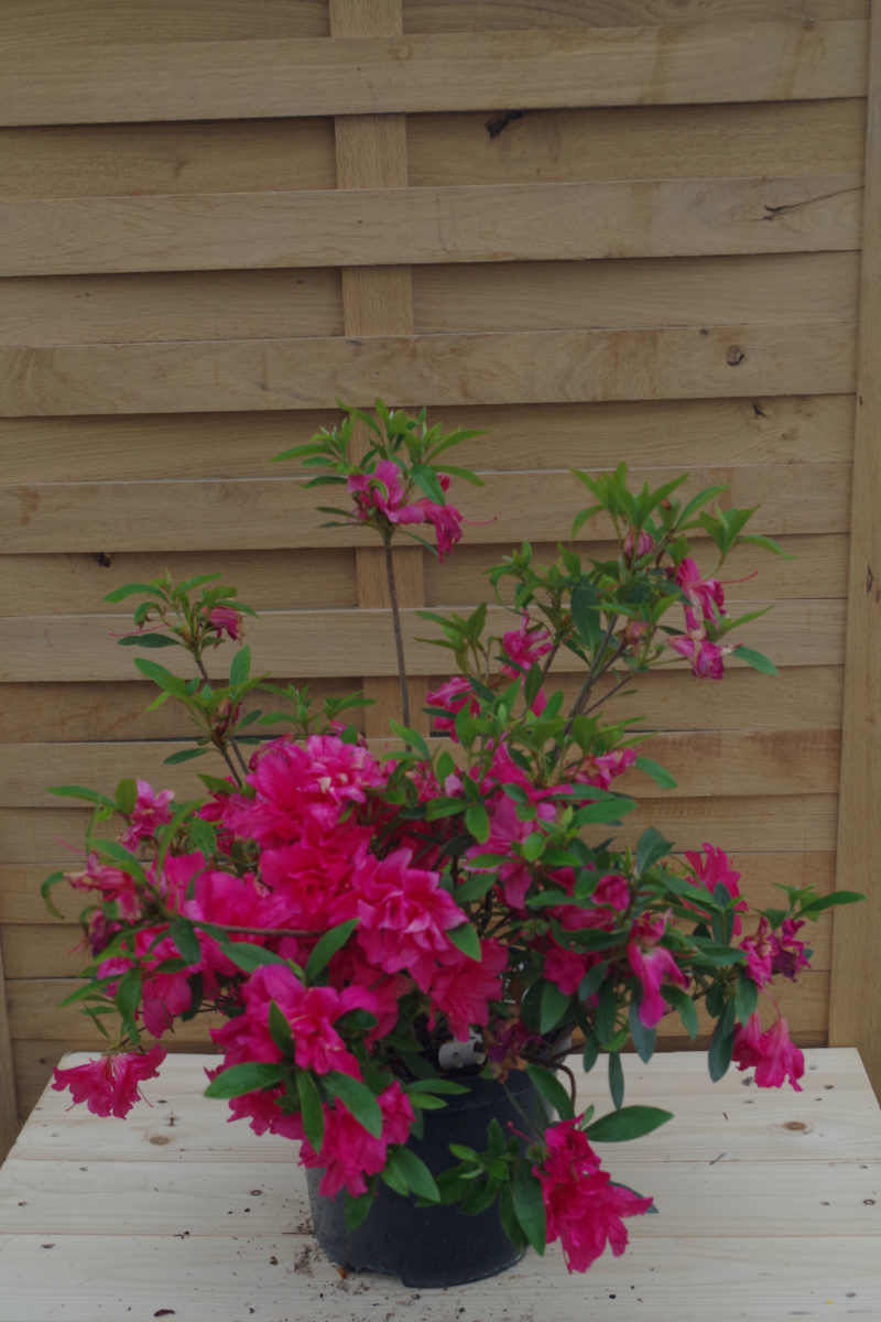 AZALEA mollis 'Jolie Madame' - Pépinières de l'Authion
