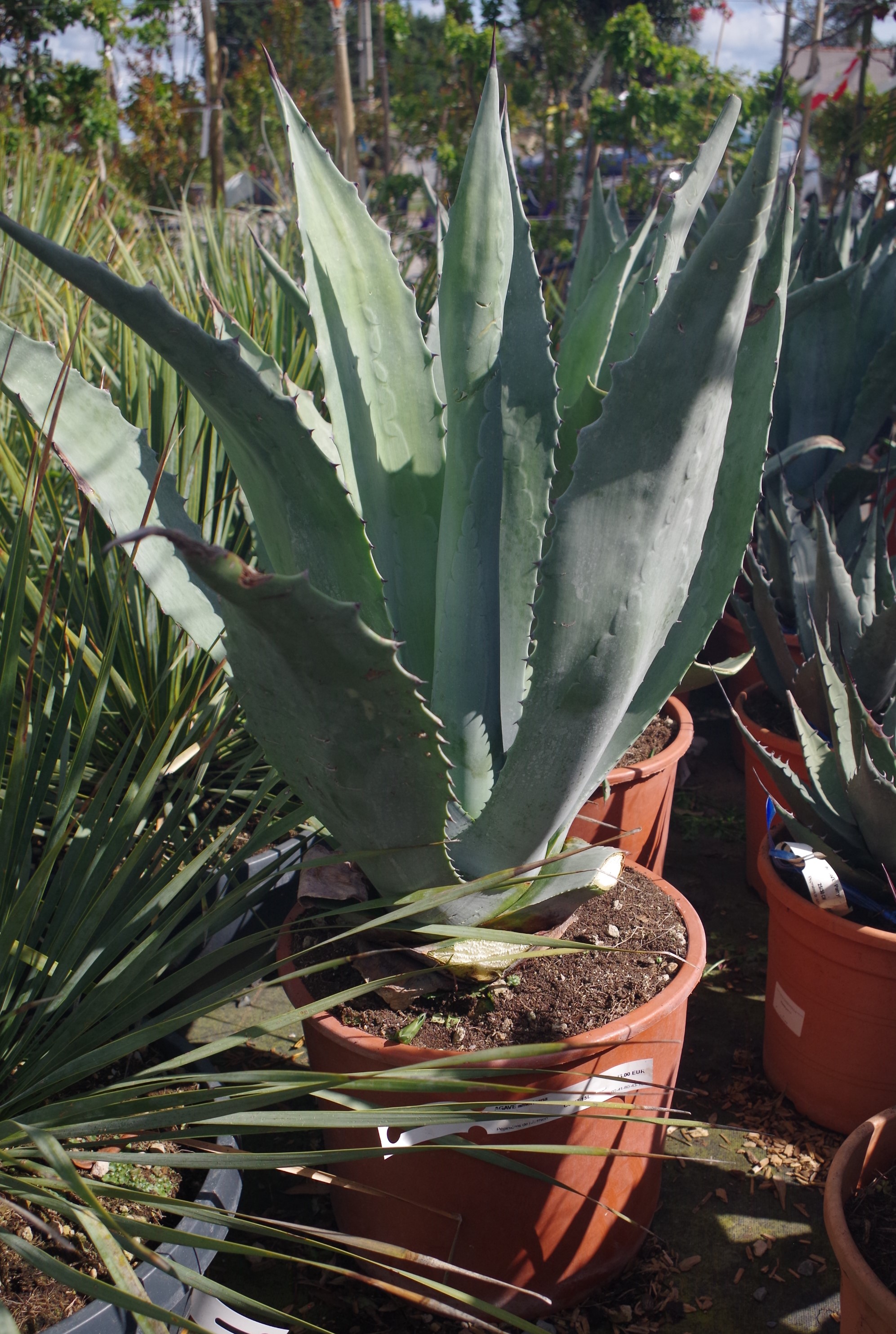 AGAVE americana - Pépinières de l'Authion